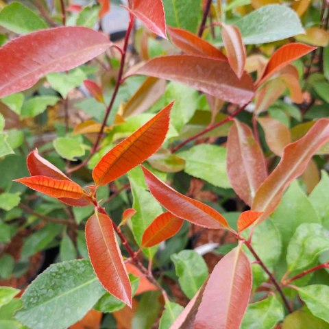 Photinia fraseri 'Red Robin' Czerwony żywopłot Głogownik Frasera C2 40 ...